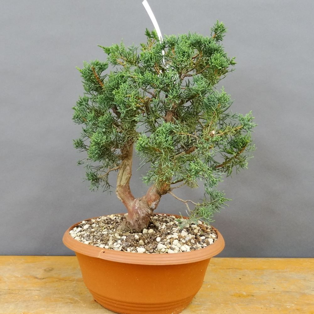 Pre-Bonsai, Juniperus chinensis, Chinesischer Wacholder